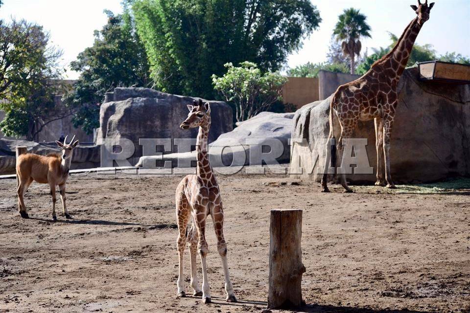 Crece familia de jirafas en el Zoológico de Aragón